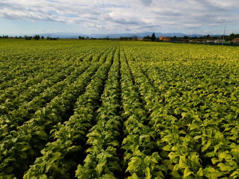 Bollette, tra Coldiretti e Philip Morris Italia accordo salva raccolti ...